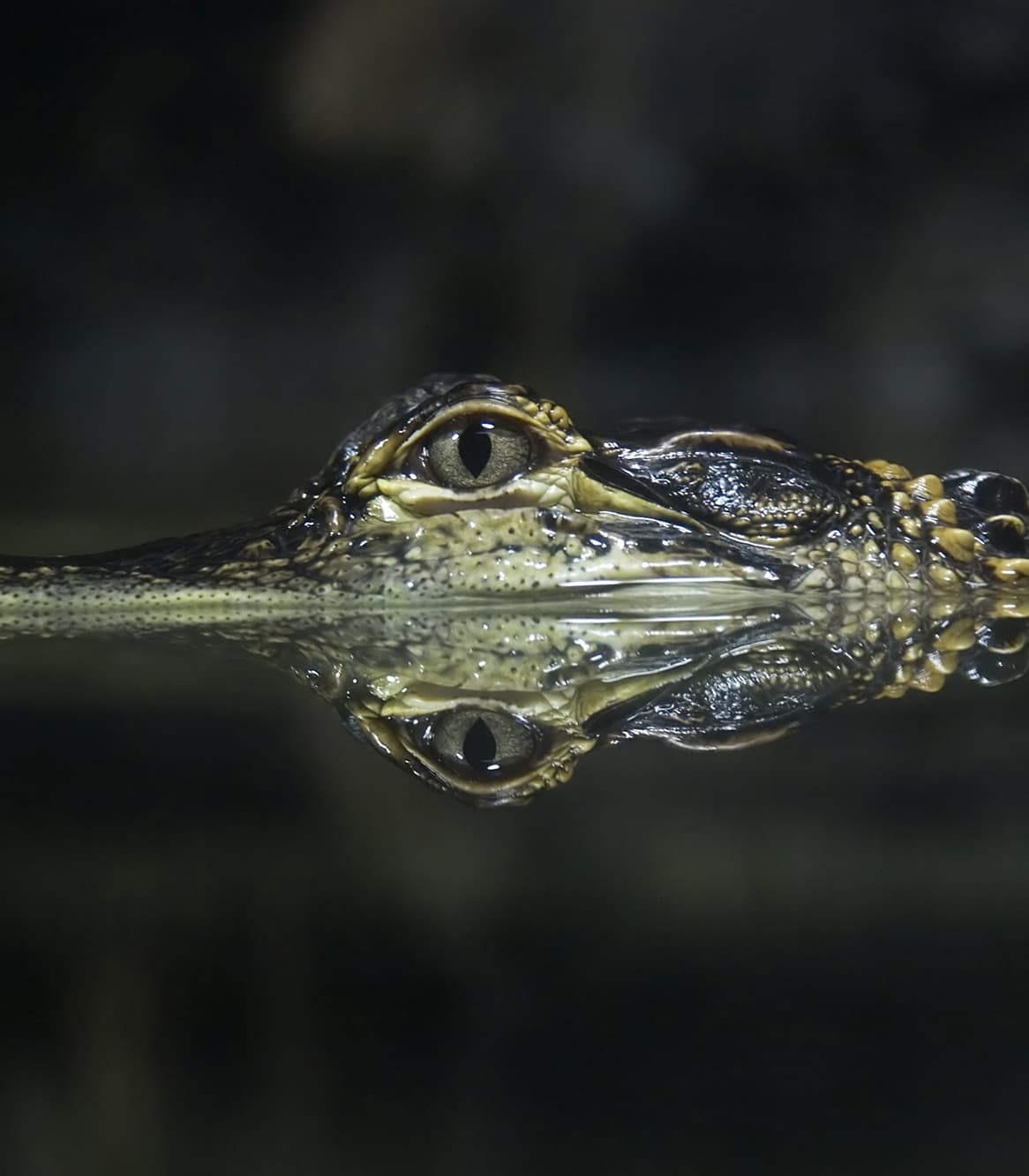 Packages | Eco Jungle