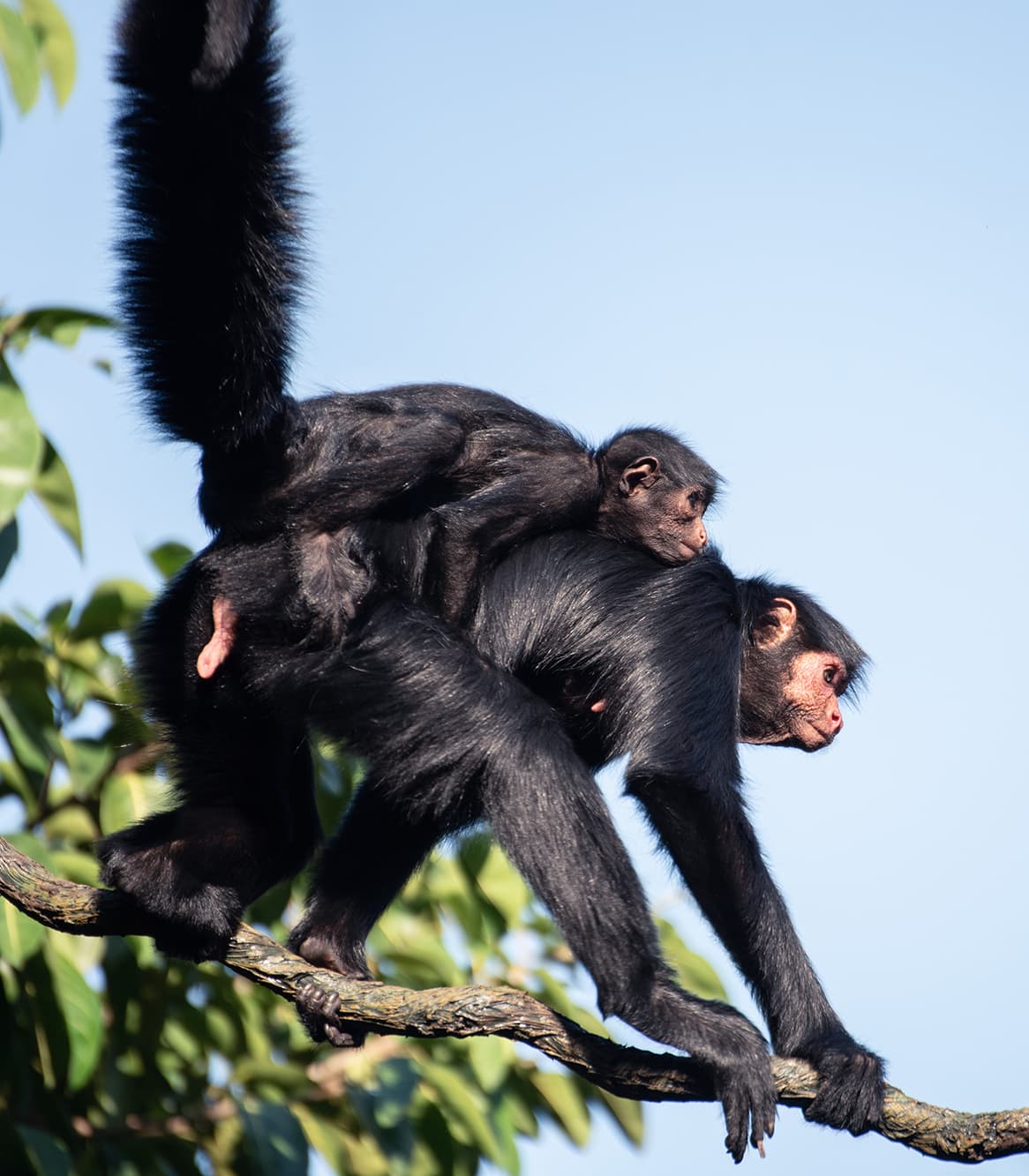 Packages | Eco Magic